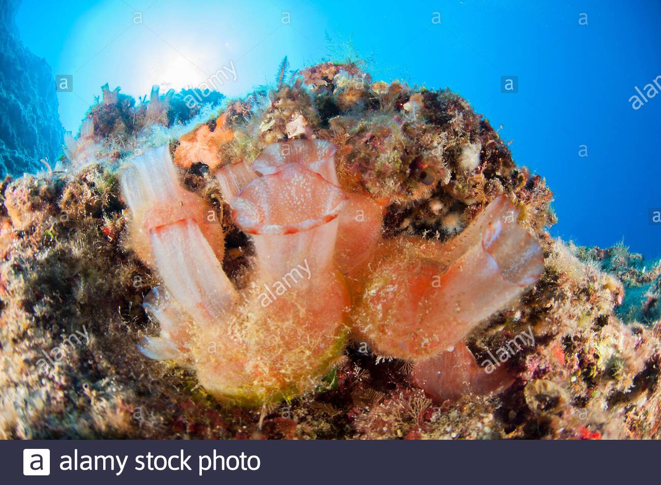 Lessepsian Migration High Resolution Stock Photography and Images - Alamy