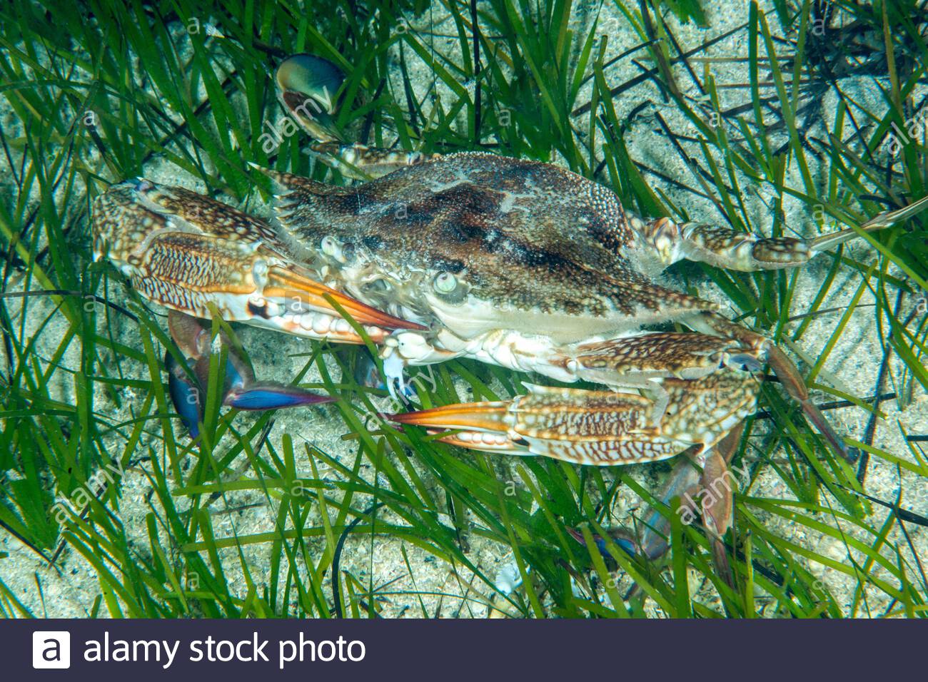 Portunus Segnis High Resolution Stock Photography and Images - Alamy