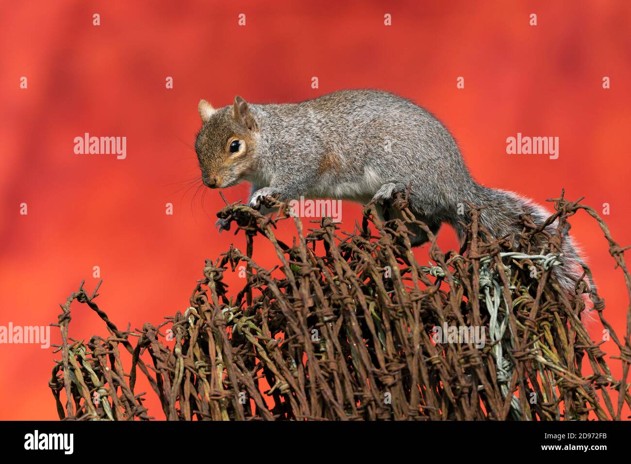 Squirrel on wire hi-res stock photography and images - Alamy
