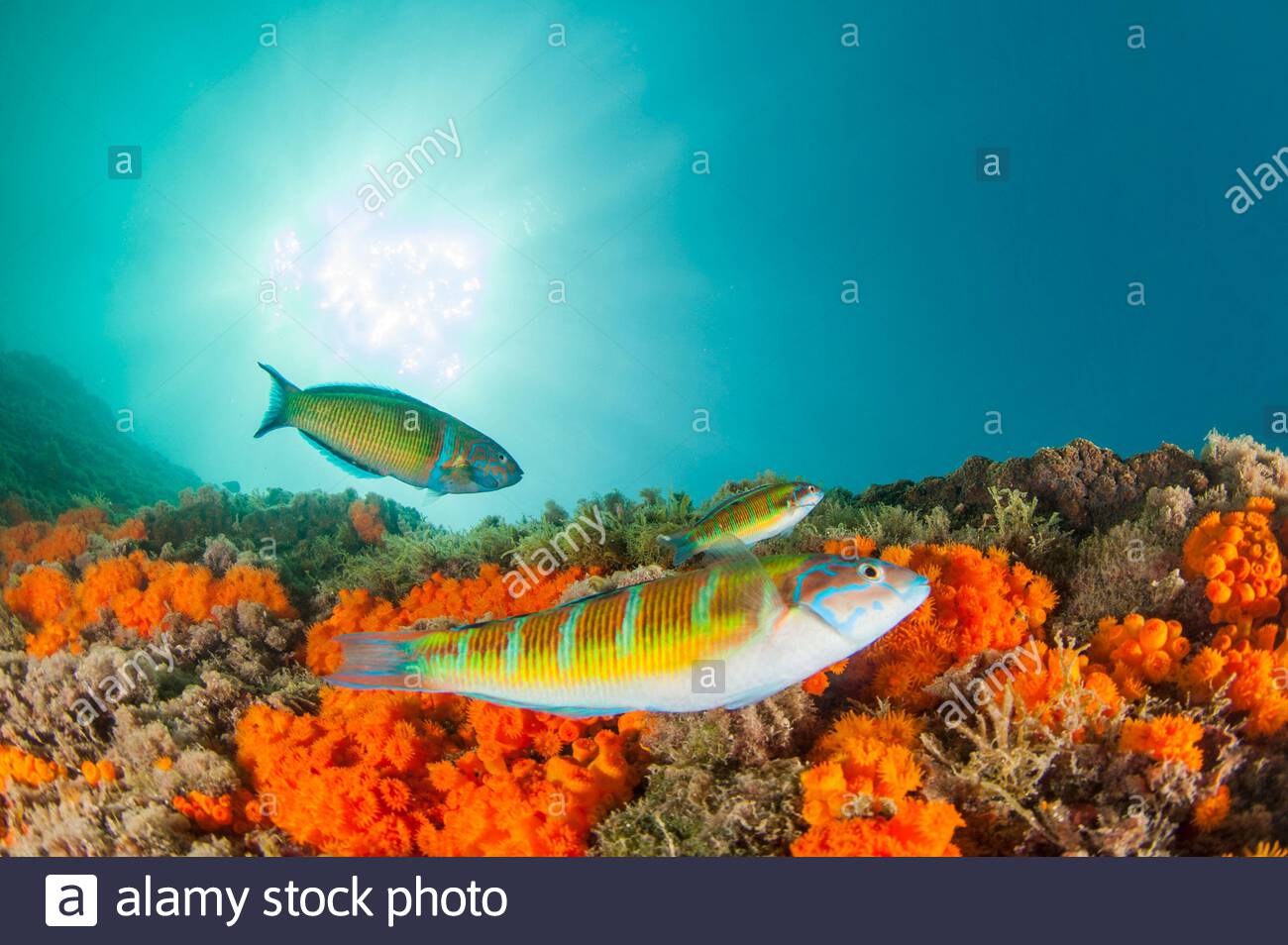 Warm Water Coral Astroides Calycularis High Resolution Stock ...