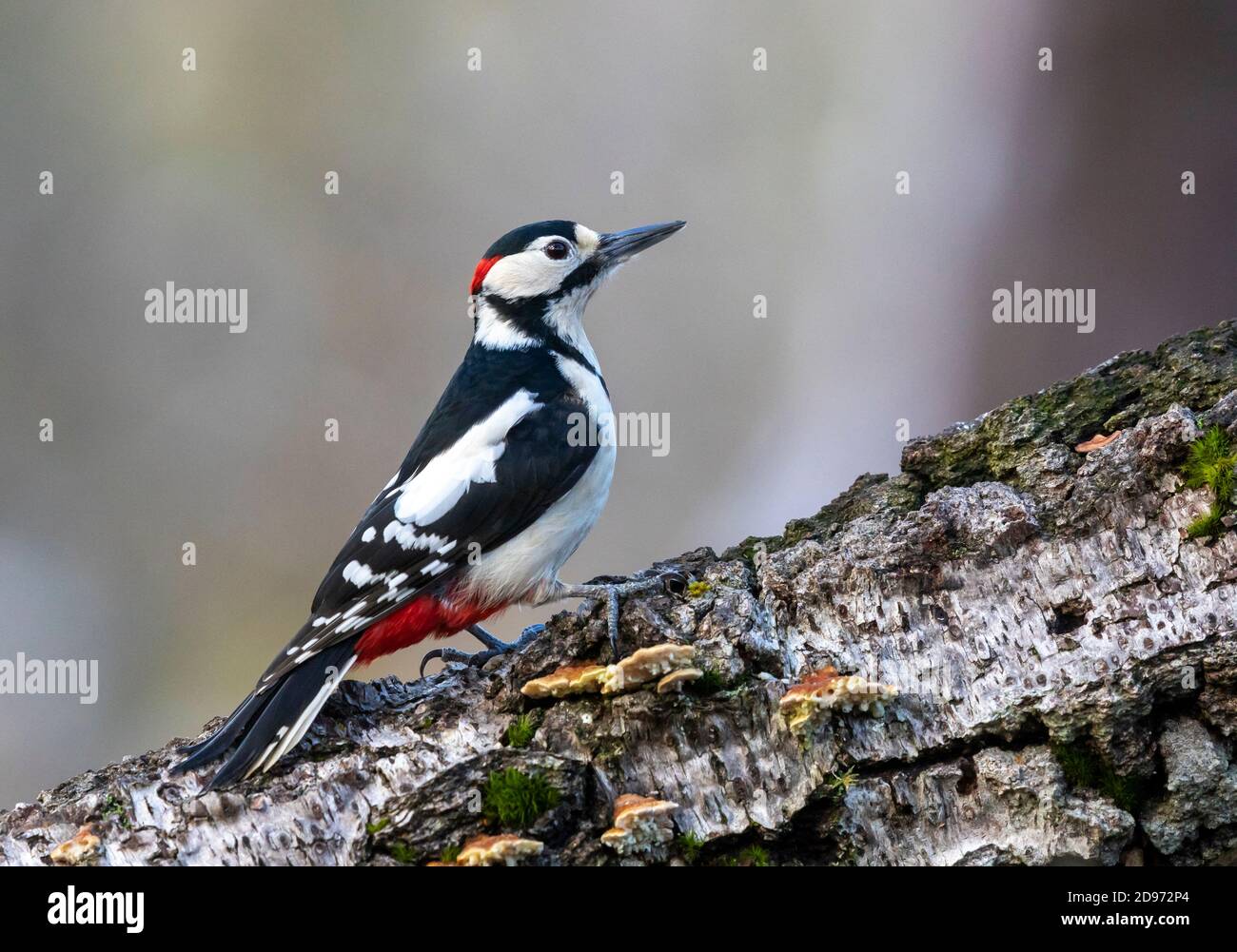 Great Spotted Woodpeckers Scotland High Resolution Stock Photography ...