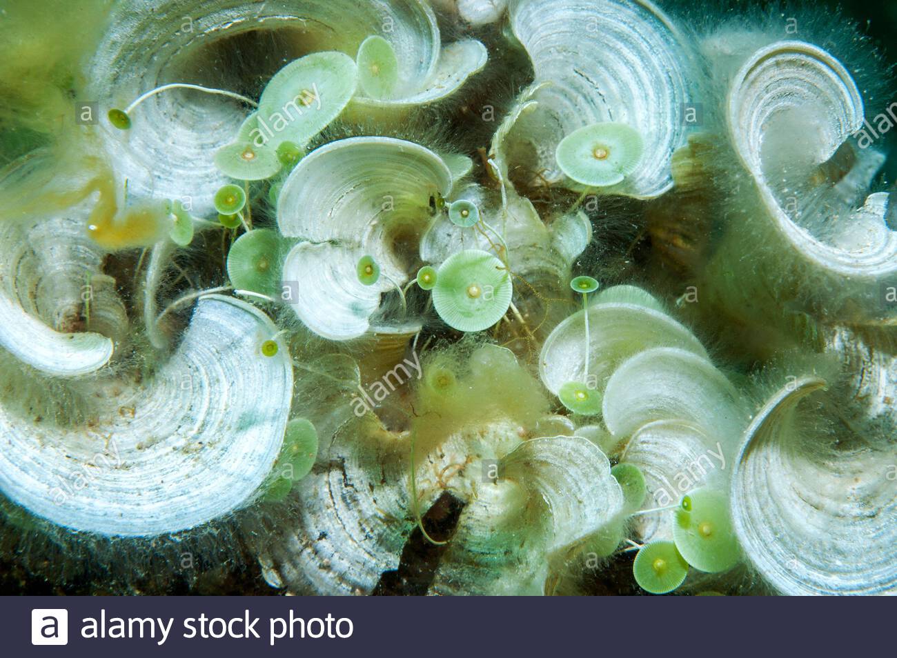 Padine High Resolution Stock Photography and Images - Alamy