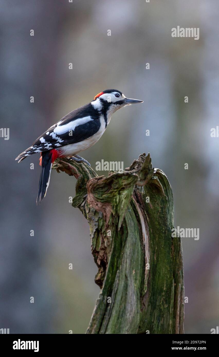 Great spotted woodpeckers scotland hi-res stock photography and images ...