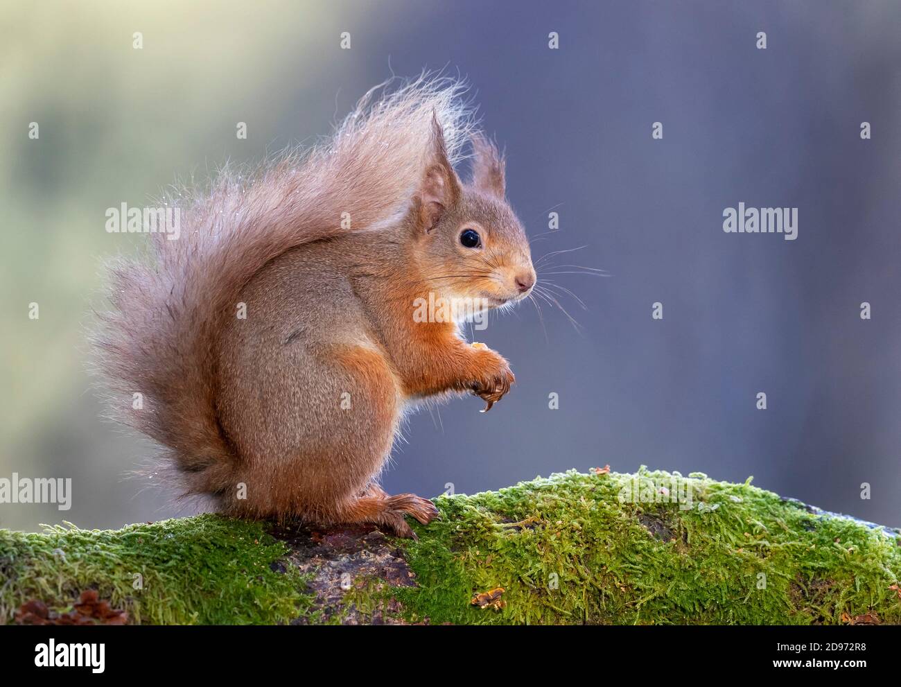 Red squirrel (Sciurus vulgaris) eating a hazelnut, Scotland Stock Photo ...