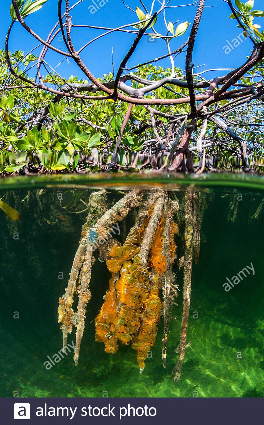 Salt Water Mangrove High Resolution Stock Photography and Images - Alamy