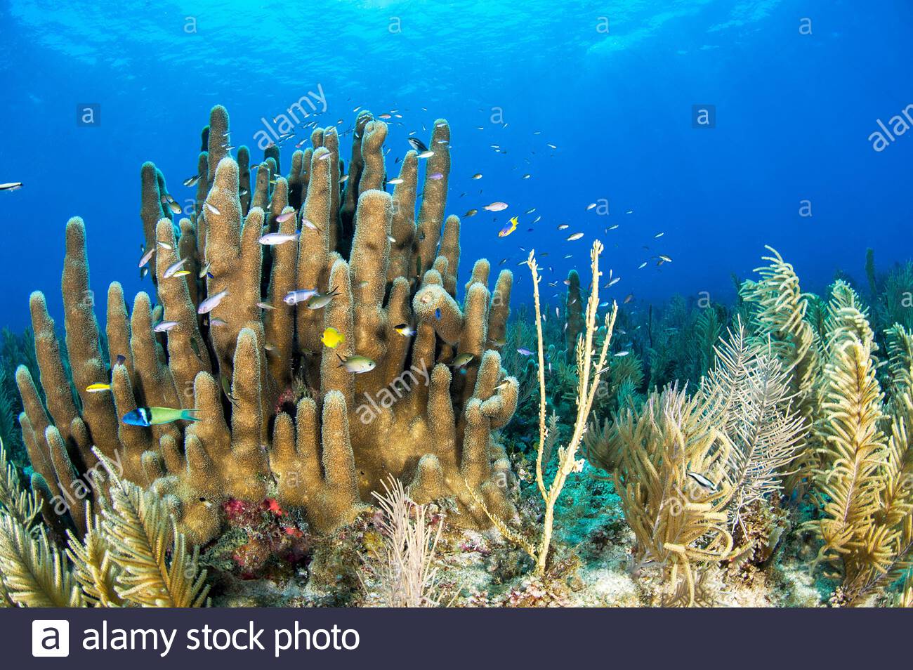 Slimy Fish High Resolution Stock Photography and Images - Alamy