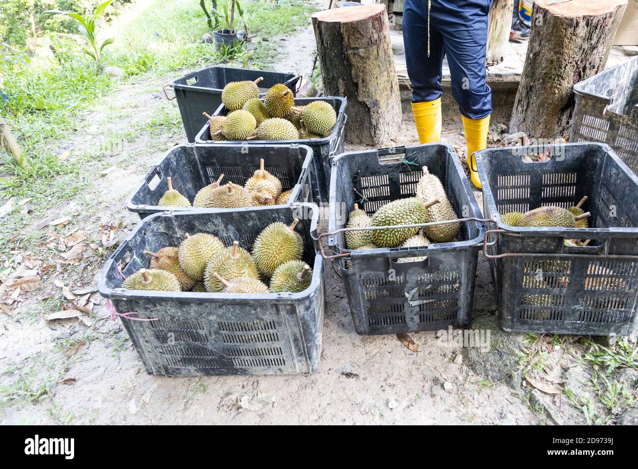Harvested durian hi-res stock photography and images - Alamy