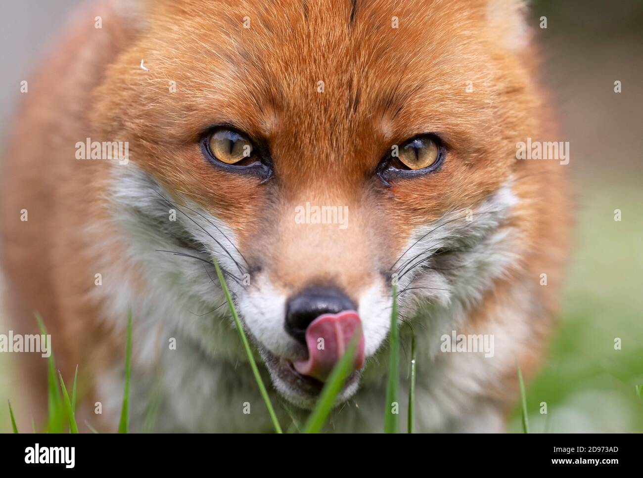 Red fox (Vulpes vulpes) close up Stock Photo - Alamy