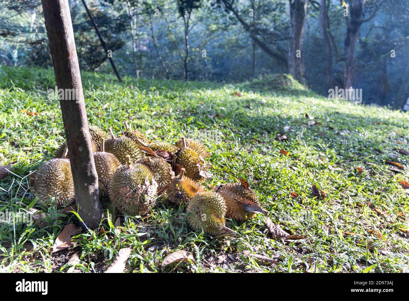 Freshly harvested organic durian from durian plantation Stock Photo - Alamy