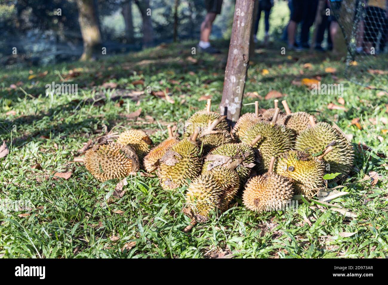 Durian farm malaysia hi-res stock photography and images - Alamy