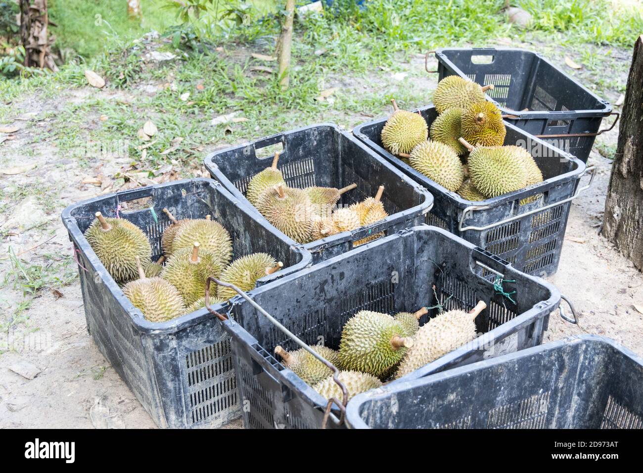 Freshly harvested organic durian from durian plantation in container ...