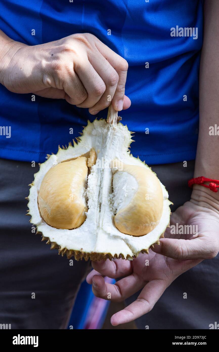 Hand holding freshly harvested organic durian with delicious yellow ...