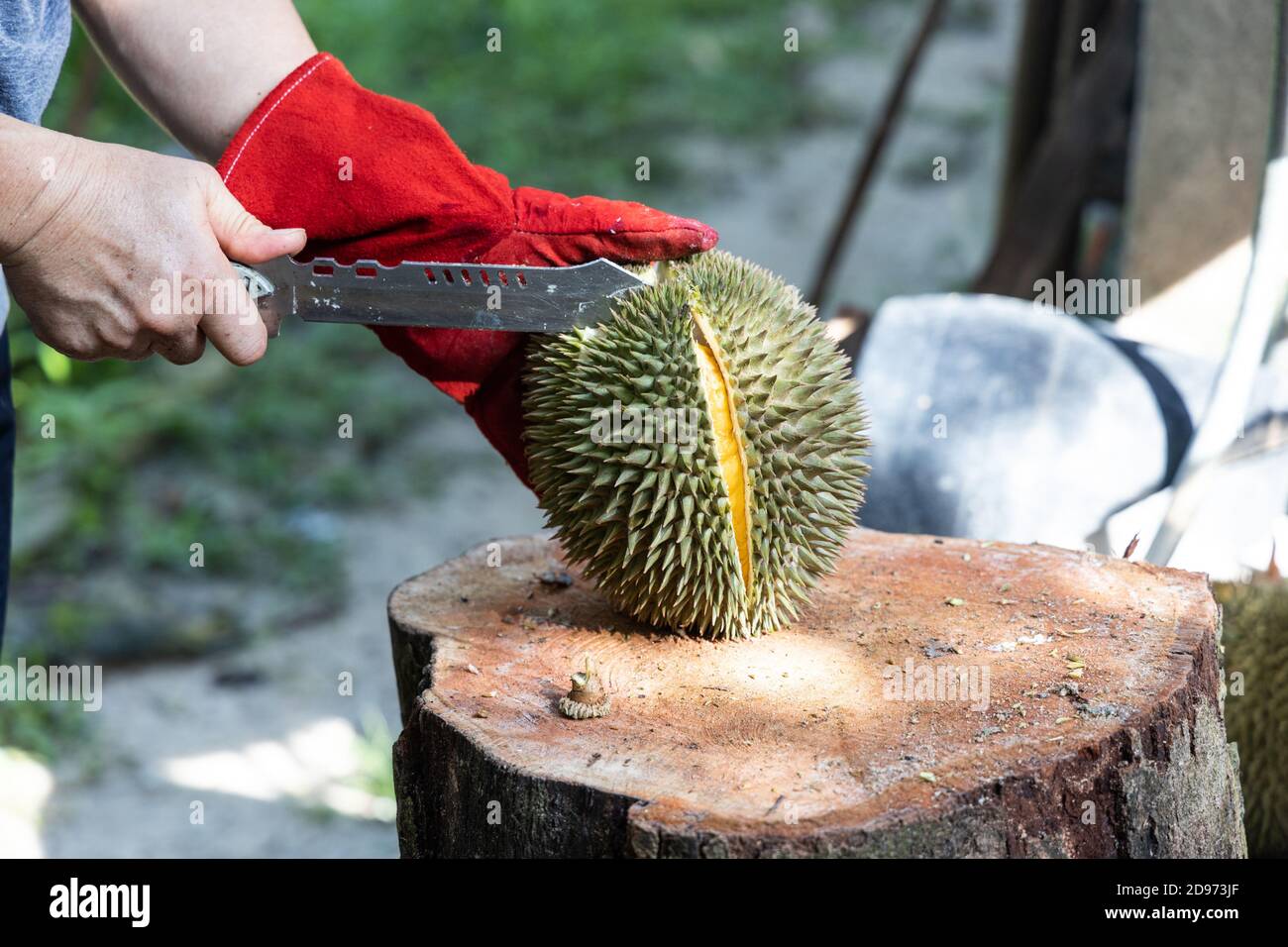 Durian farm malaysia hi-res stock photography and images - Alamy