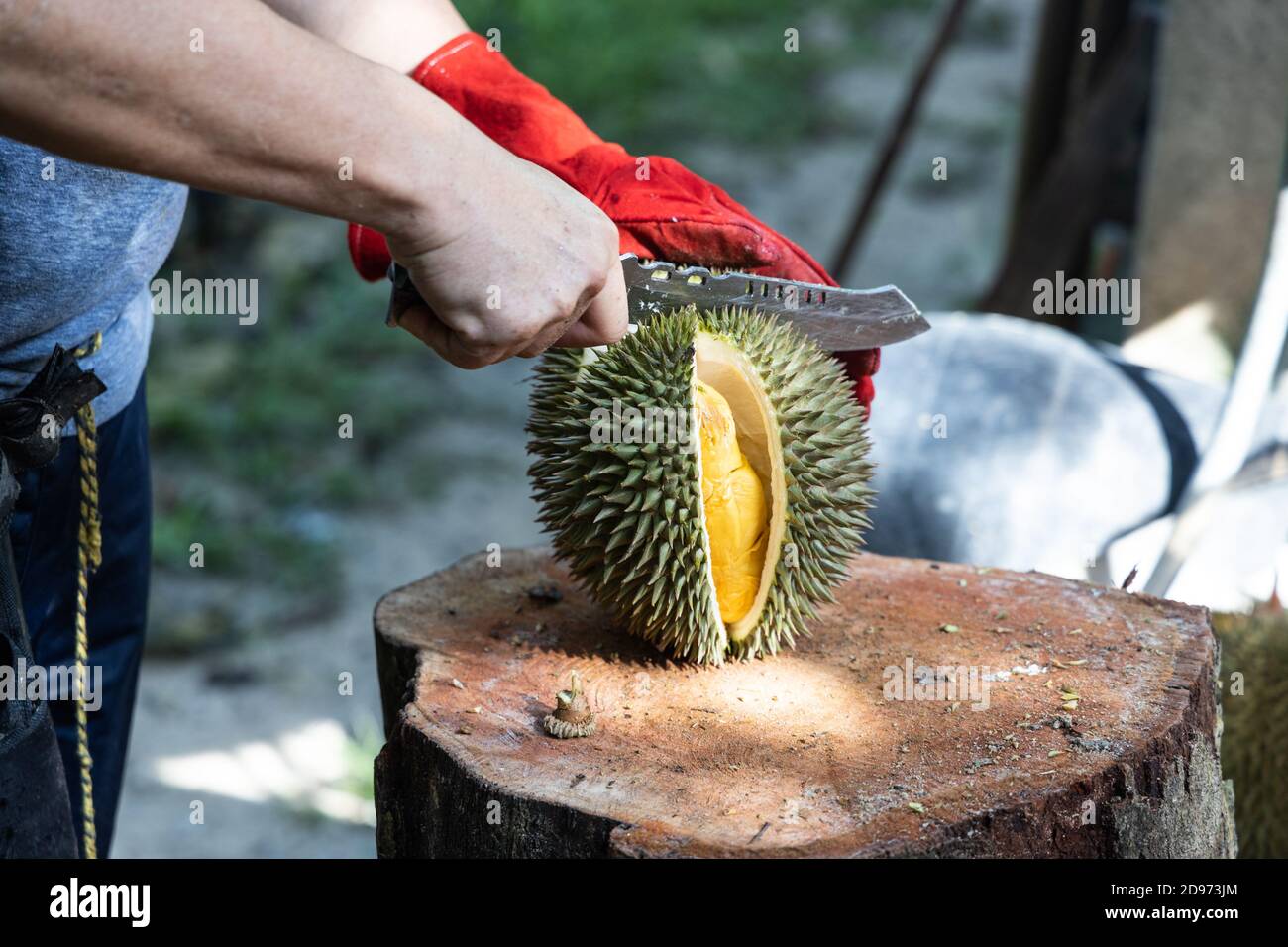 Durian farm malaysia hi-res stock photography and images - Alamy