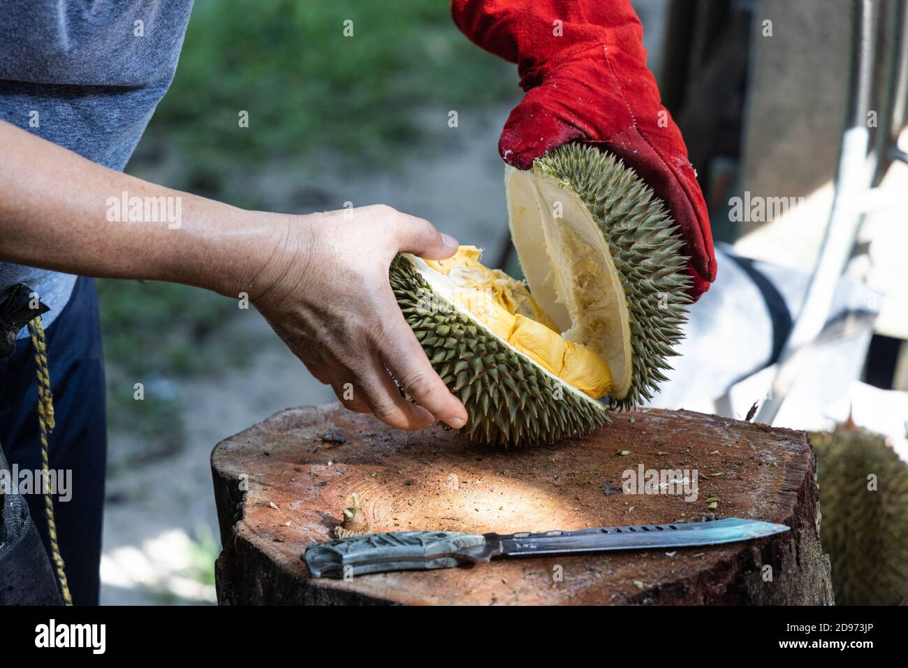 Opening durian hi-res stock photography and images - Alamy