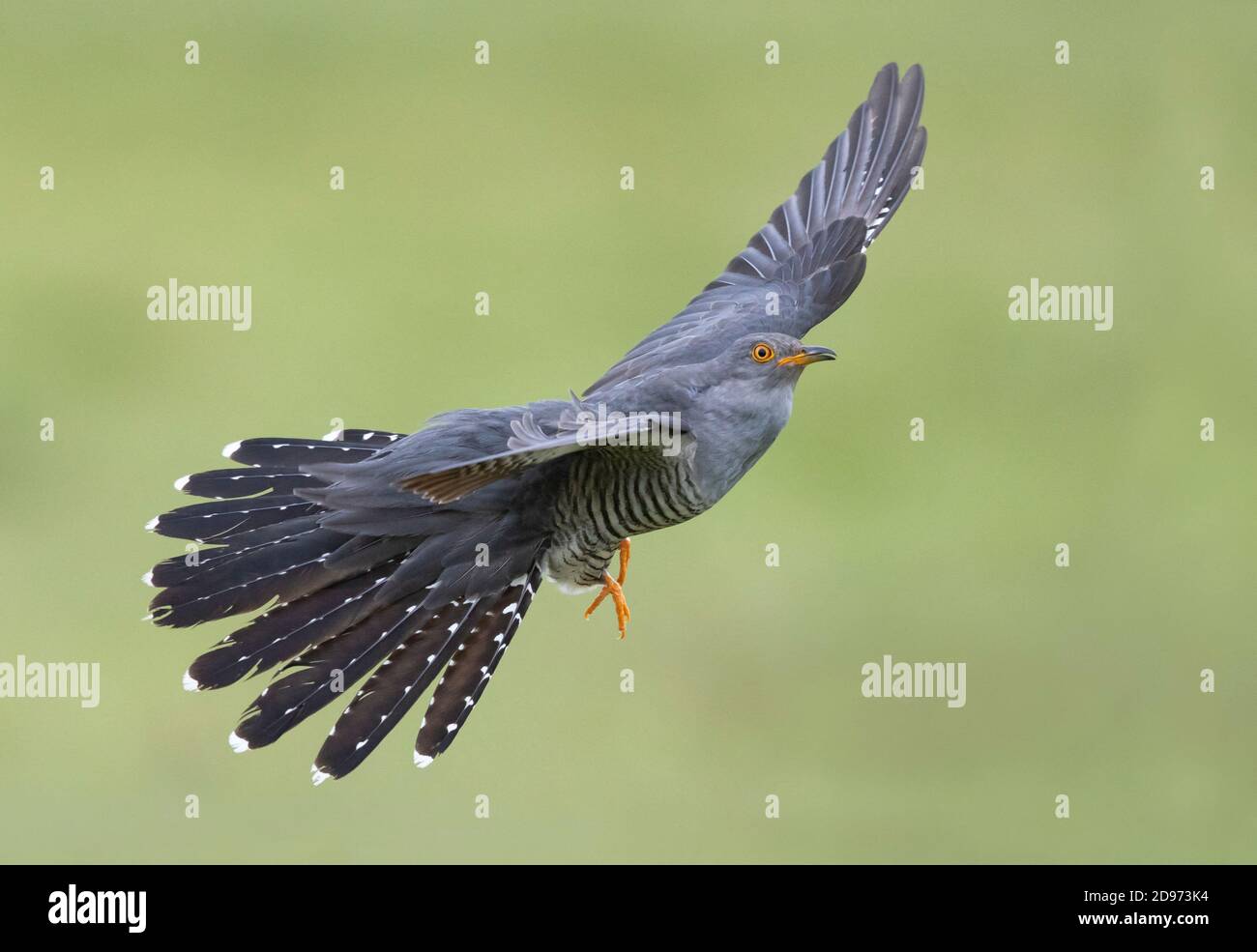 Cuckoo flight shot hi-res stock photography and images - Alamy