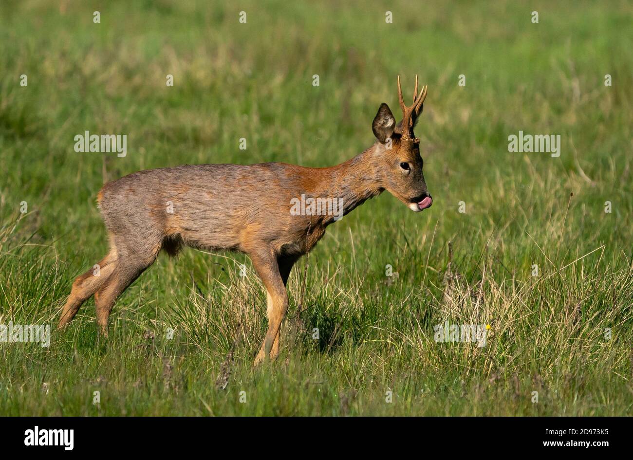 Roe deer (Capreolus capreolus) walking in a meadow and licking his nose ...