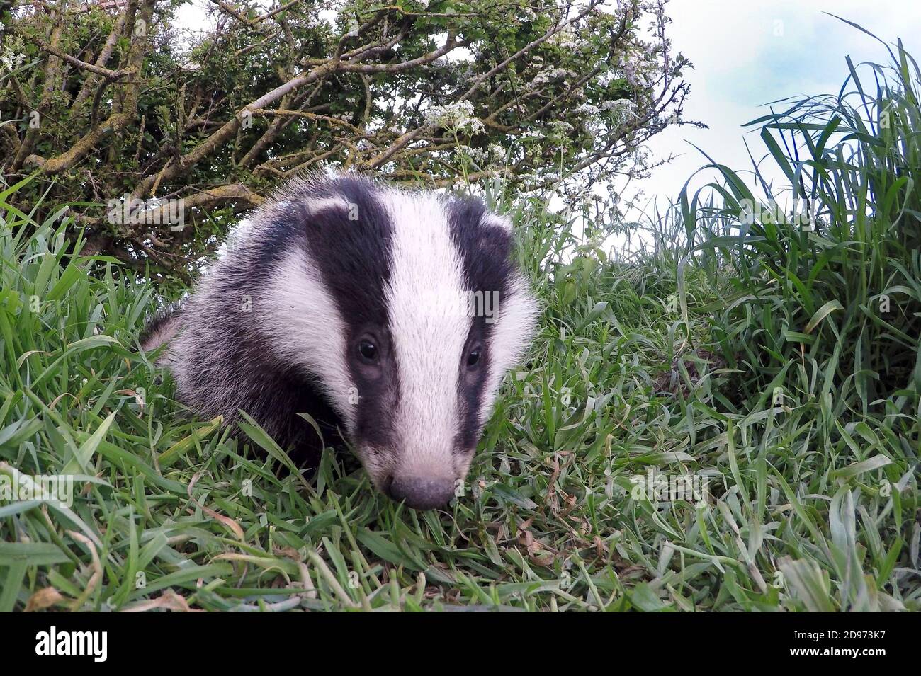 Badger (Meles meles) standing in the grass, england Stock Photo - Alamy