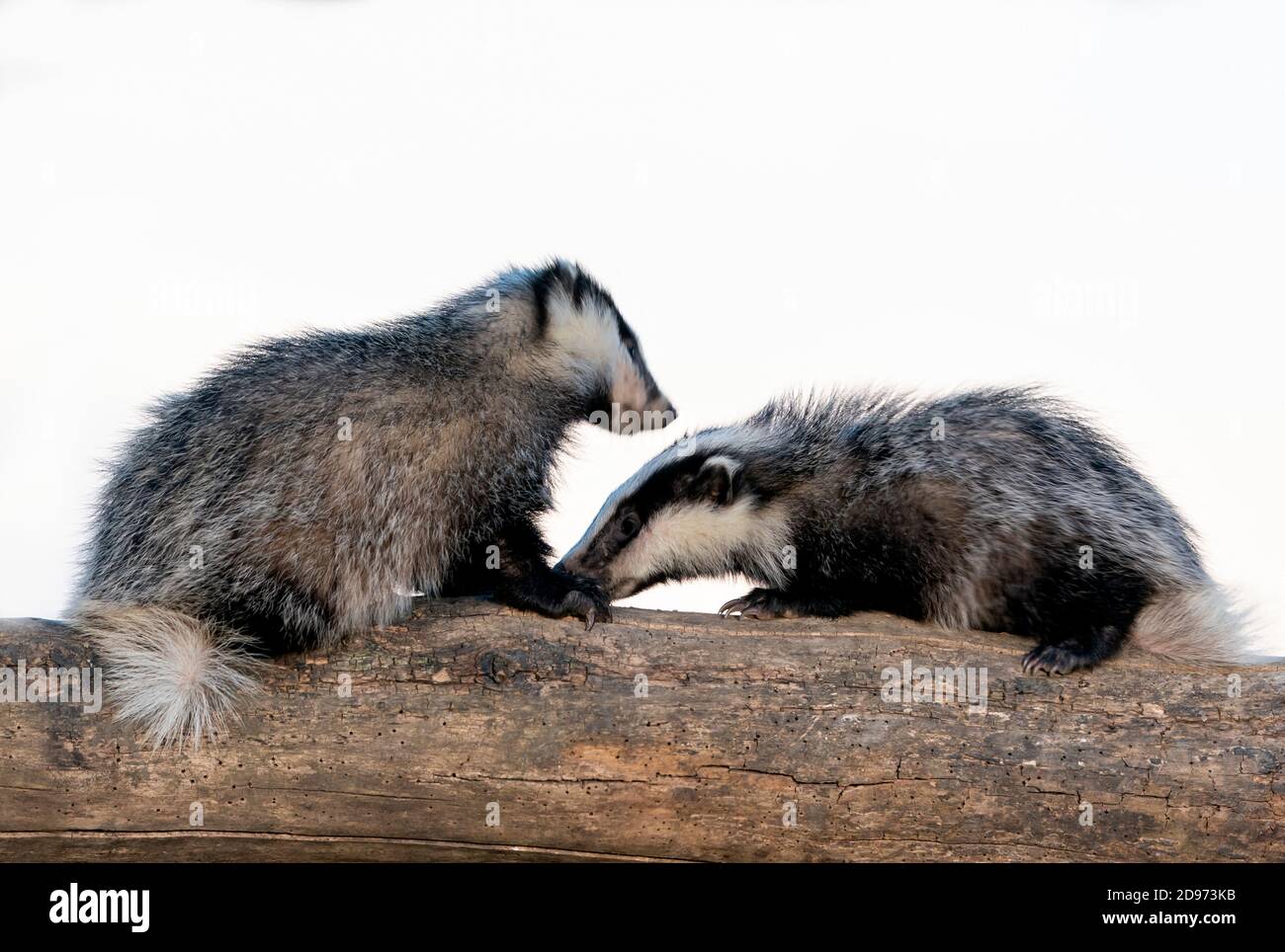 Eurasian badger meles meles two hi-res stock photography and images - Alamy