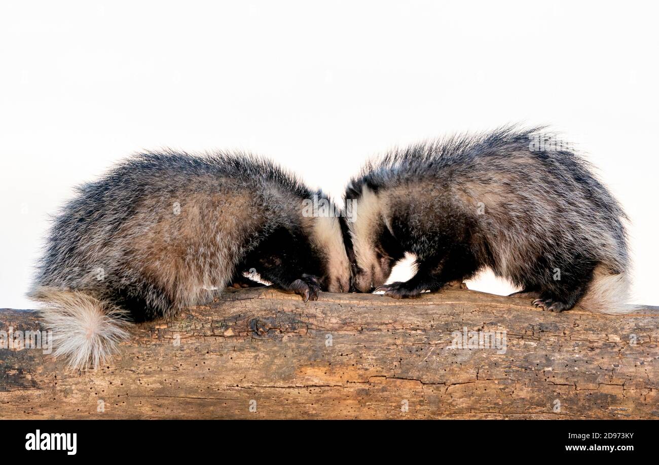 Eurasian badger meles meles two hi-res stock photography and images - Alamy