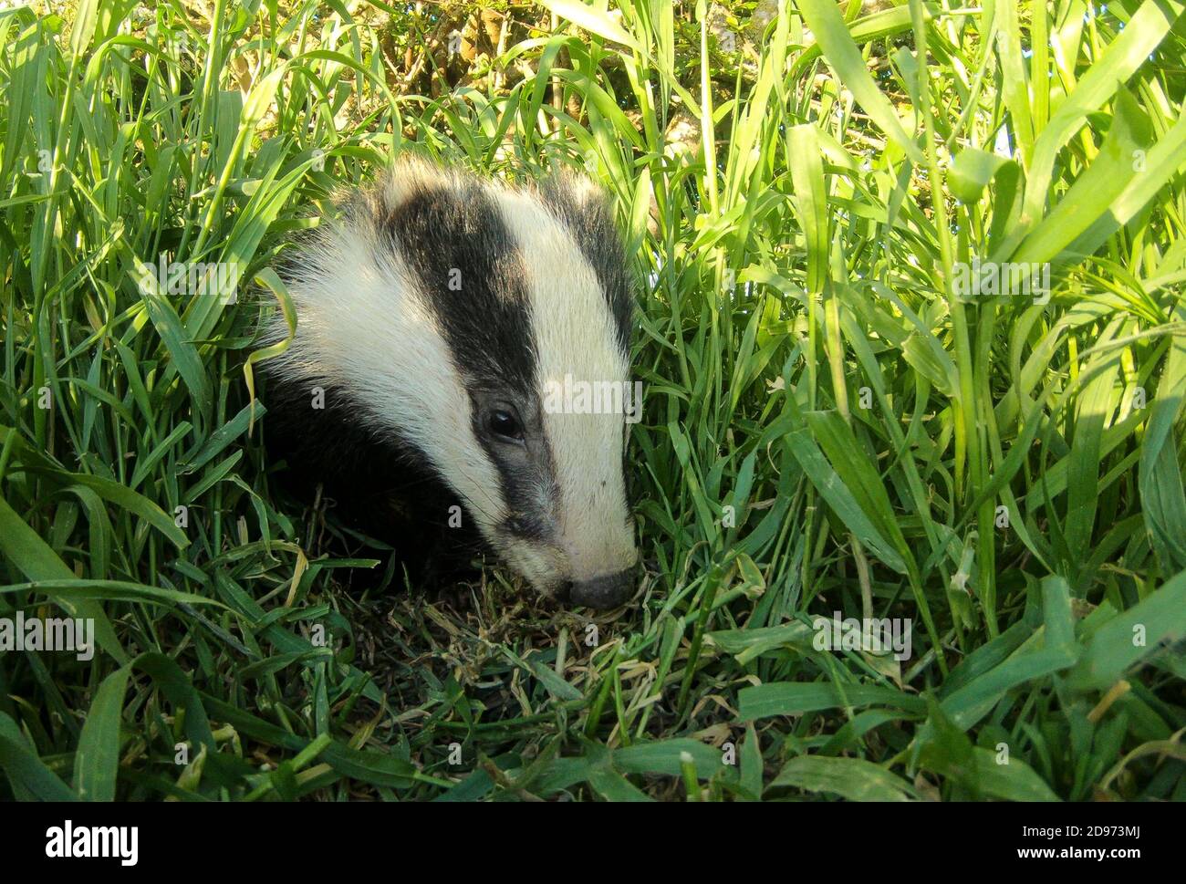 Badger close up hi-res stock photography and images - Alamy
