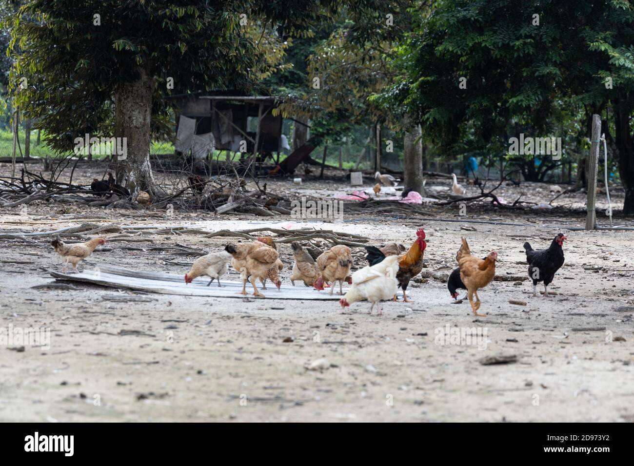 Free range chicken and poultry farming in Malaysia Stock Photo - Alamy