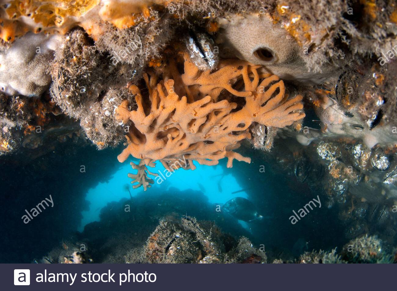 Protected Marine Area High Resolution Stock Photography and Images - Alamy