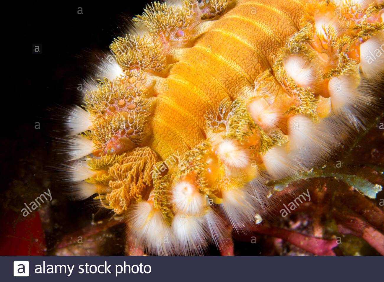 Marine Bristle Worm High Resolution Stock Photography and Images - Alamy