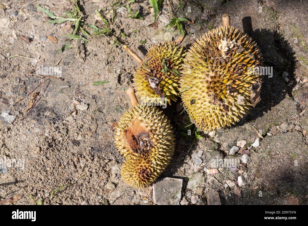 Rotten organic durian with pest infestation in farm Stock Photo - Alamy