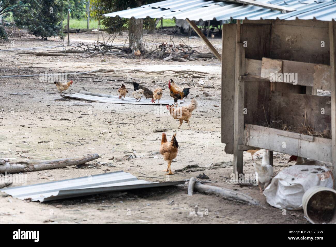 Free range chicken and poultry farming in Malaysia Stock Photo - Alamy