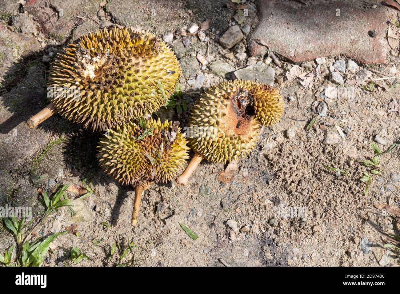 Rotten organic durian with pest infestation in farm Stock Photo - Alamy