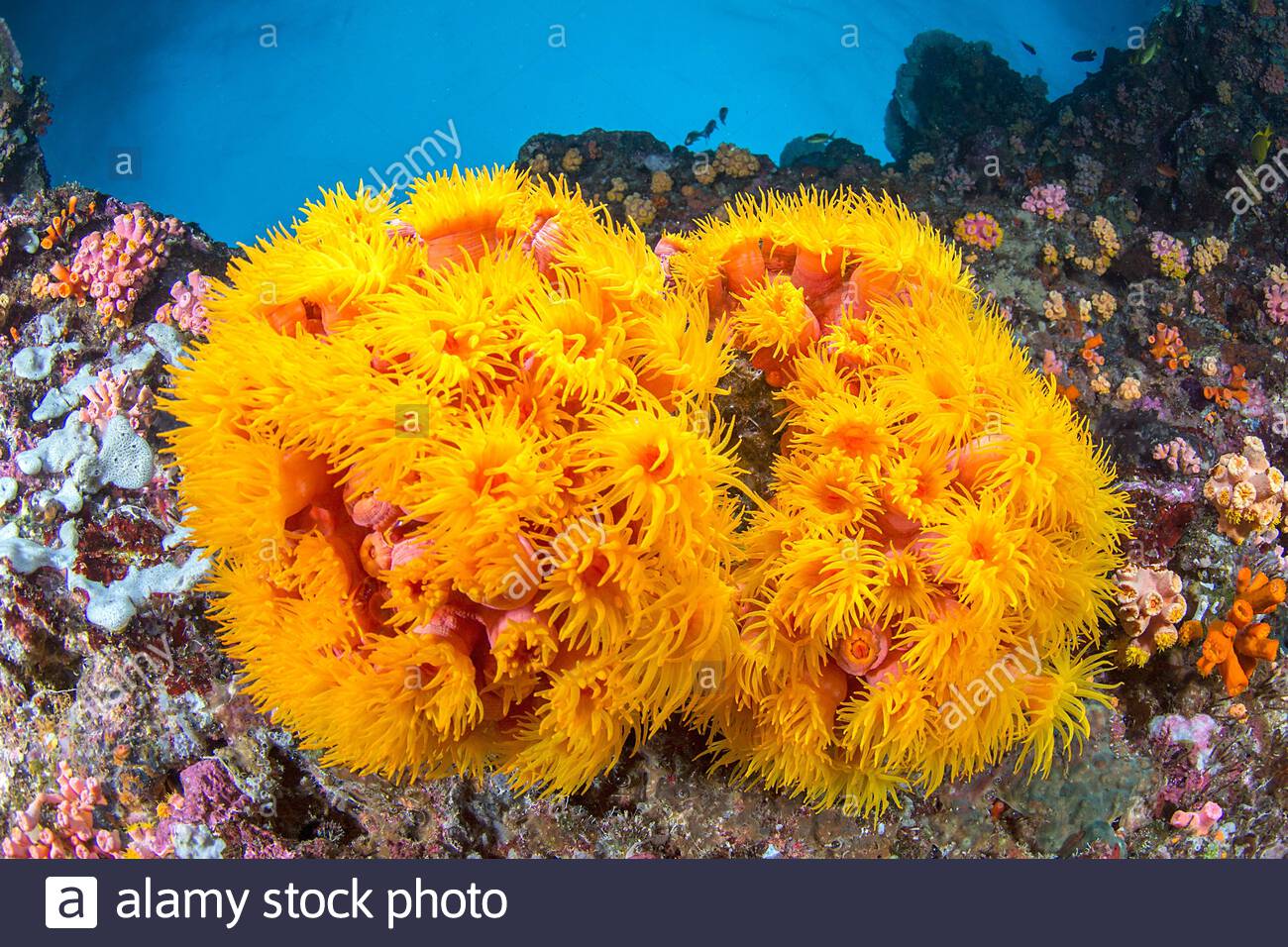 Orange Cup Coral High Resolution Stock Photography and Images - Alamy