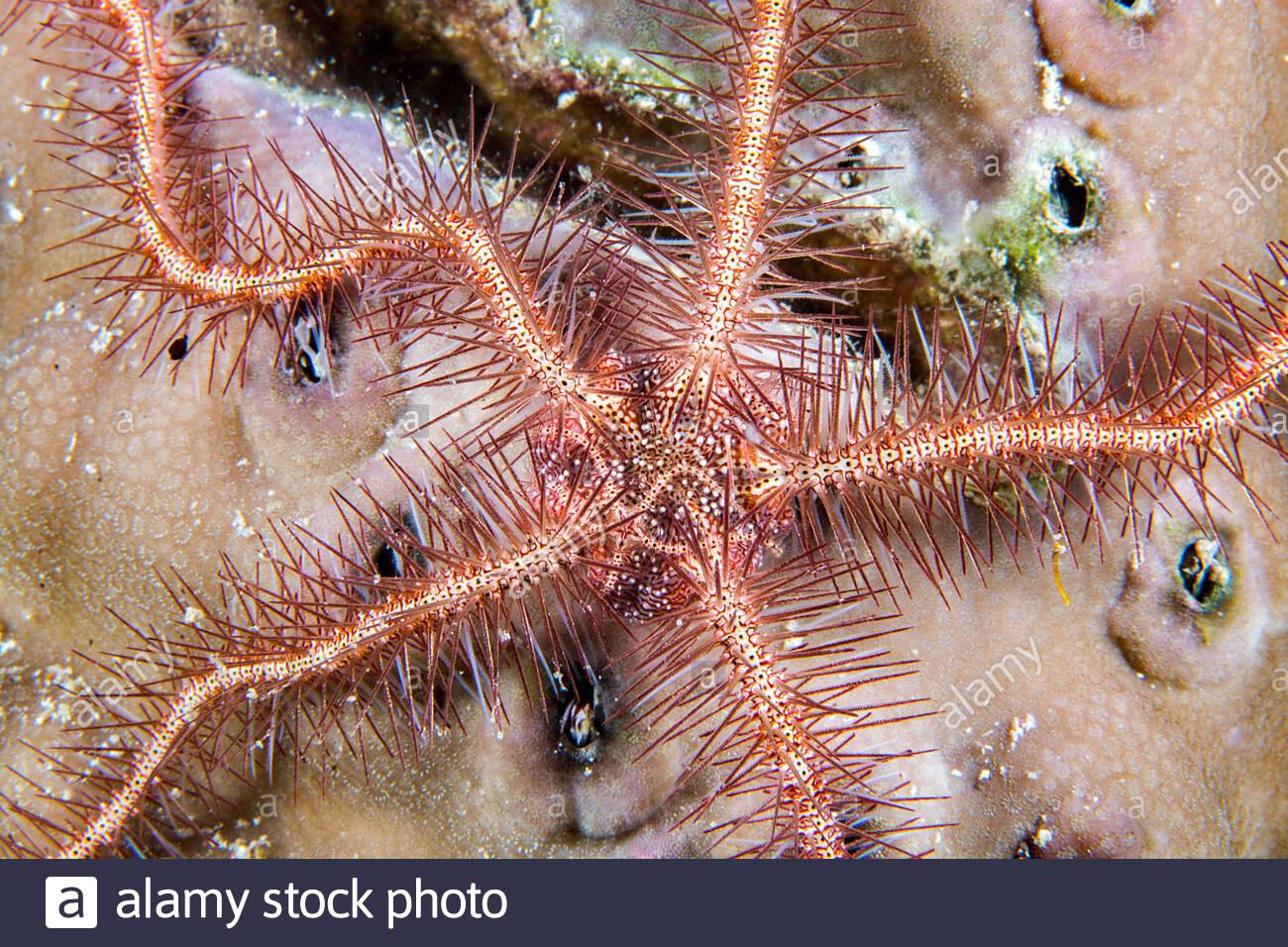 Brittlestar Ophiothrix Purpurea High Resolution Stock Photography and ...