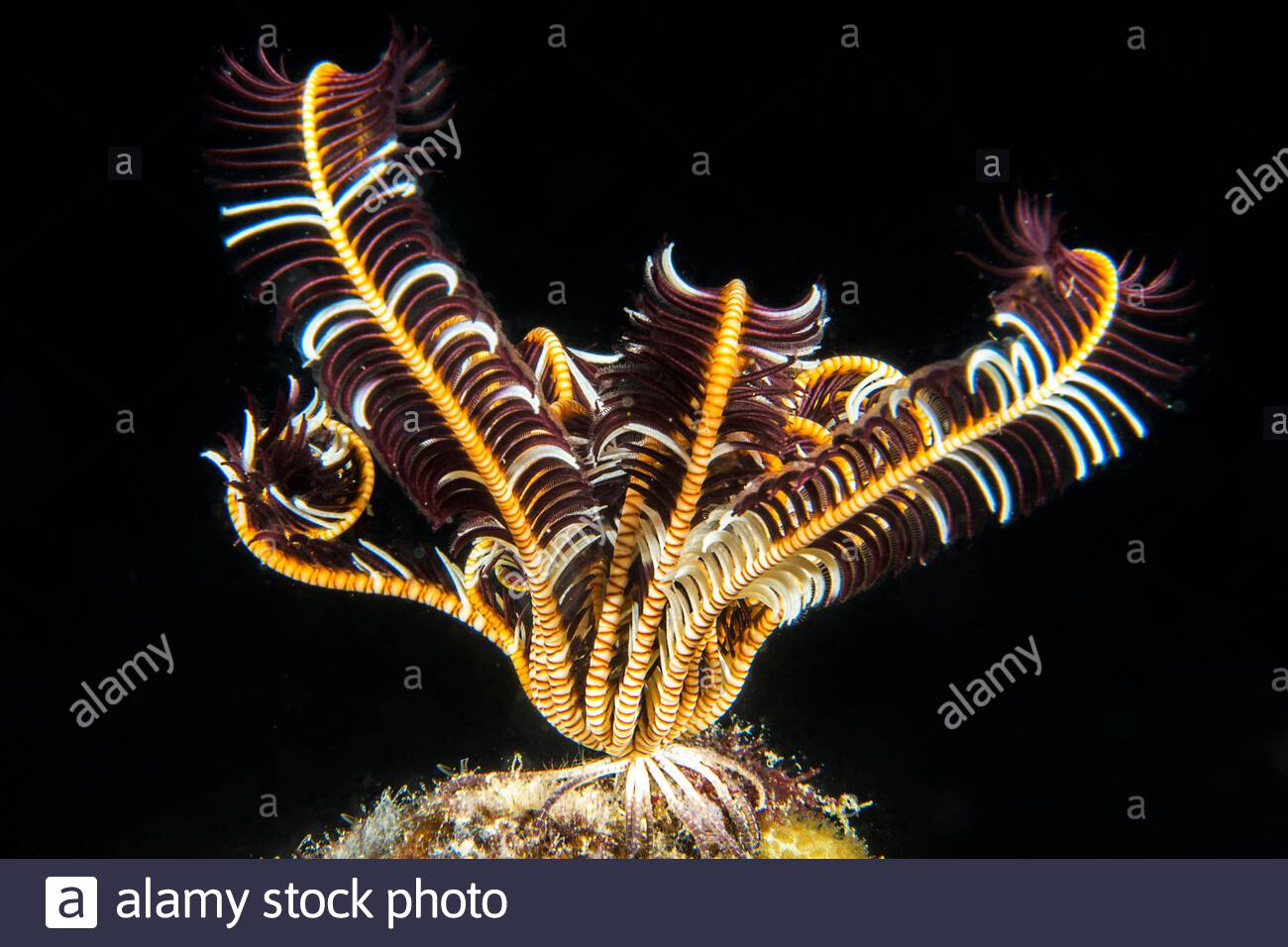 Underwater Crinoid Feather Star High Resolution Stock Photography and ...