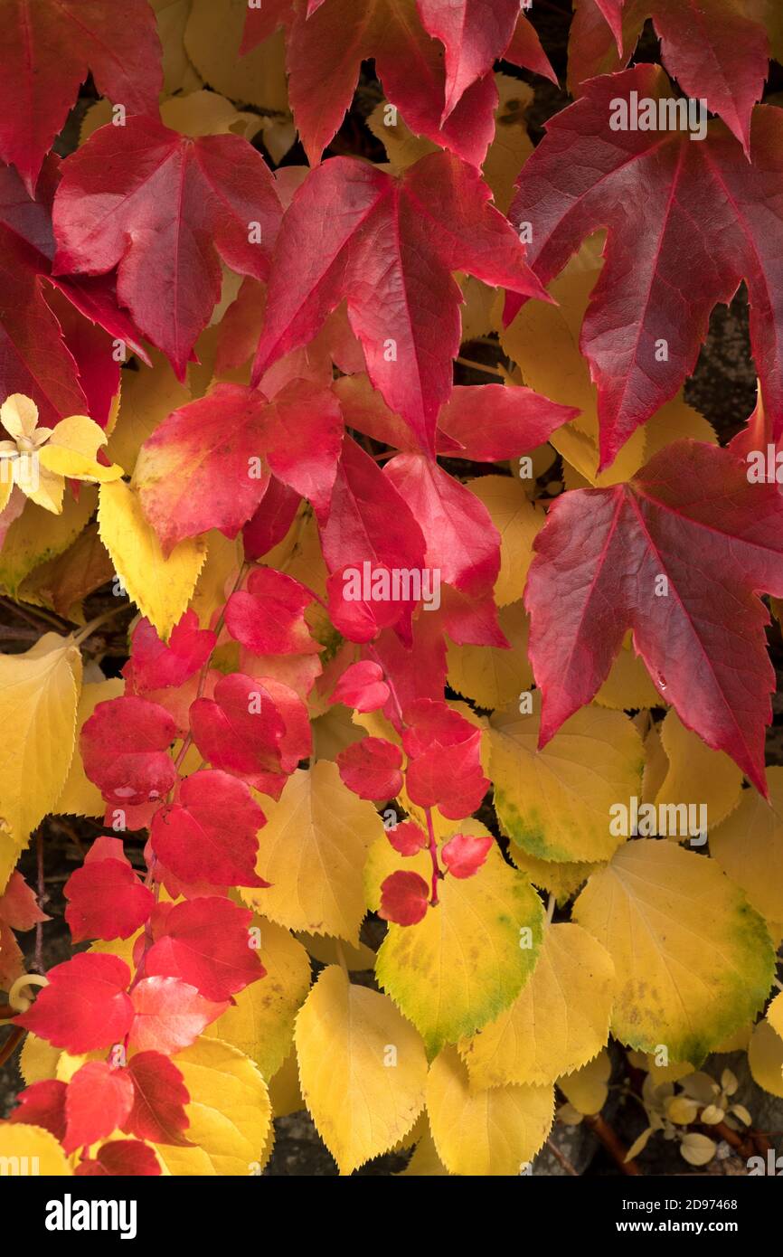 Climbing perennials hi-res stock photography and images - Alamy