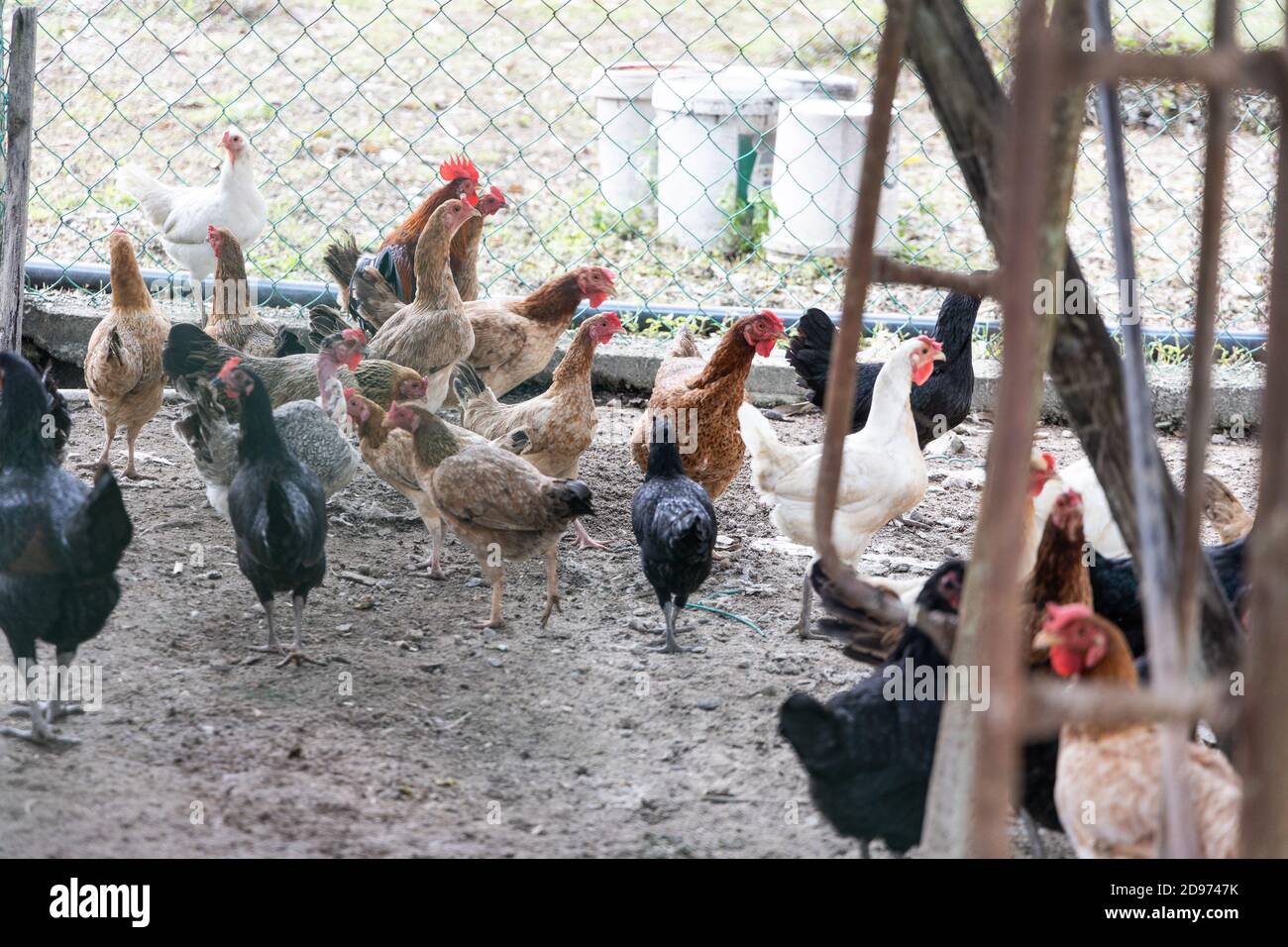 Free range chicken and poultry farming in Malaysia Stock Photo - Alamy