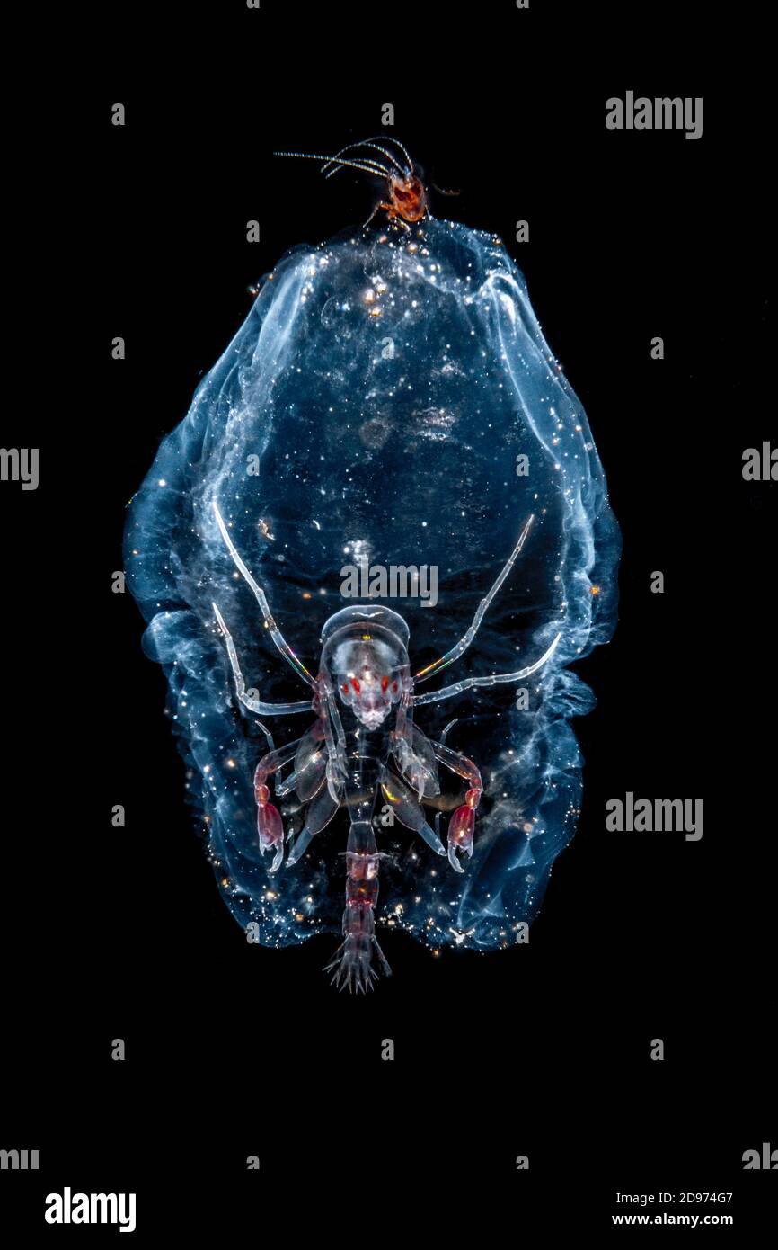 Deep Sea Amphipods High Resolution Stock Photography and Images - Alamy