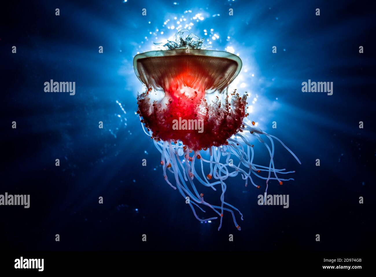 Crowned Jellyfish Cephea Cephea High Resolution Stock Photography and ...