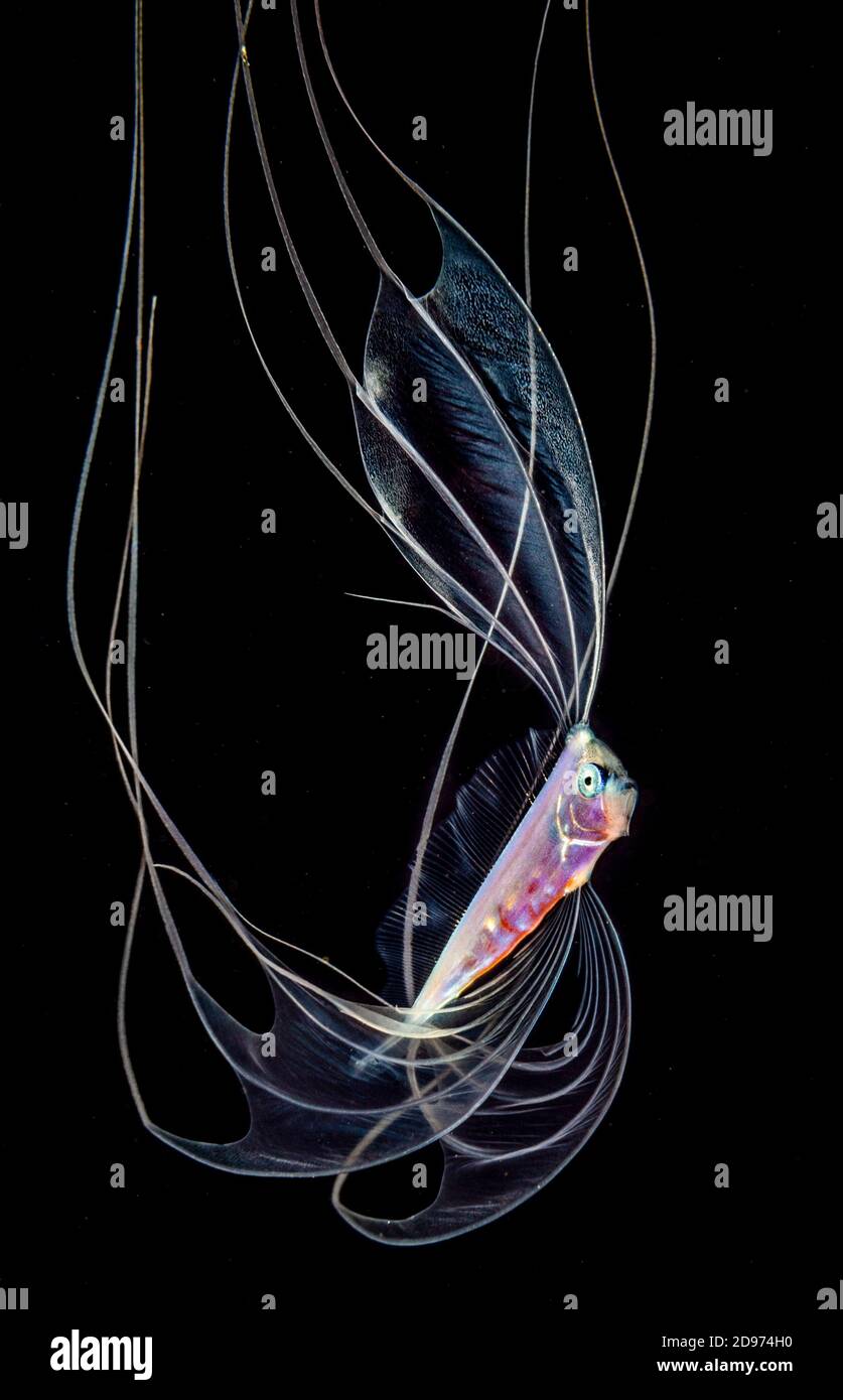Fish Ocean Trench High Resolution Stock Photography and Images - Alamy
