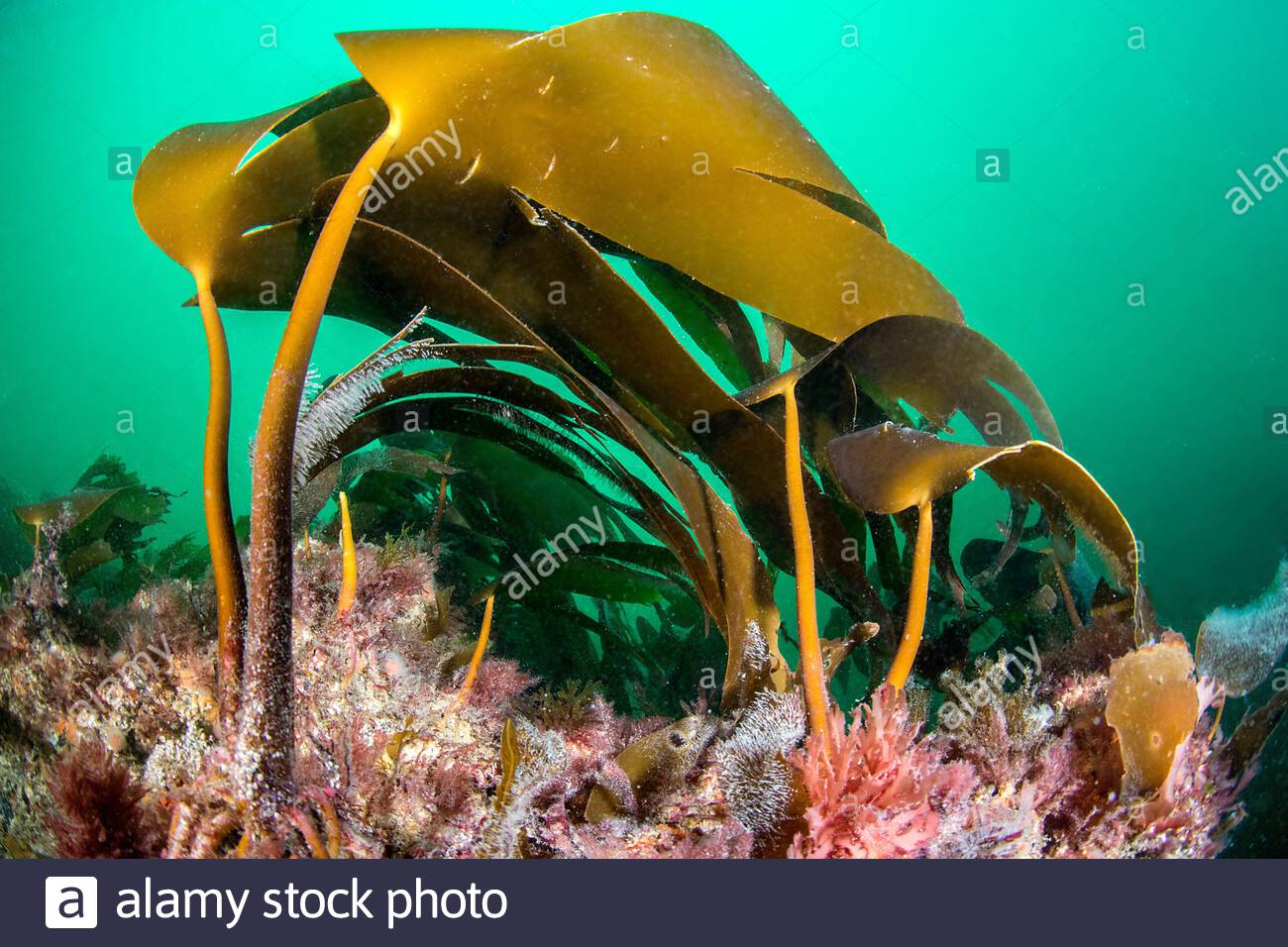 Laminaria Hyperborea High Resolution Stock Photography and Images - Alamy