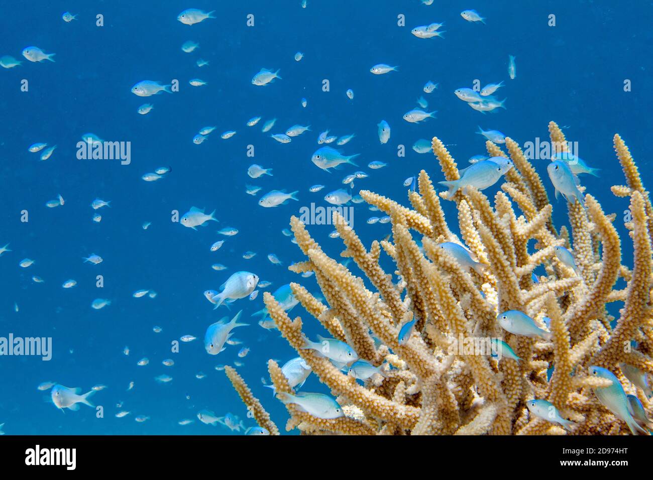 Damselfish chromis sp hi-res stock photography and images - Alamy