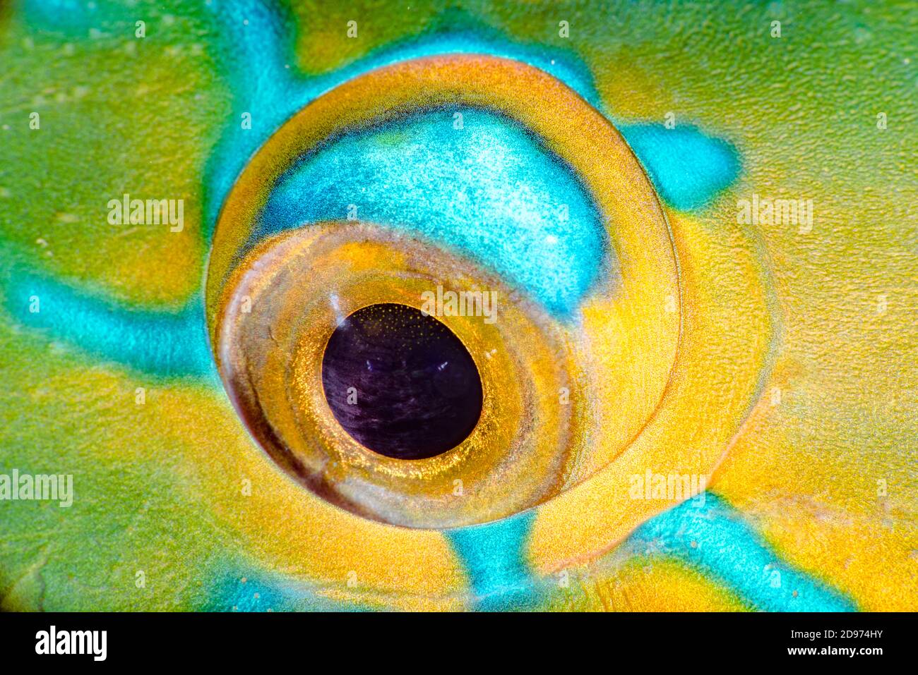 Tropical Reef Fish Polynesia High Resolution Stock Photography and ...