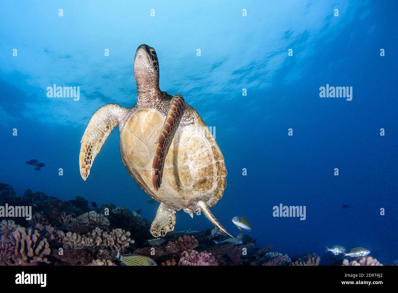Green Sea Turtle Endangered Iucn High Resolution Stock Photography and ...