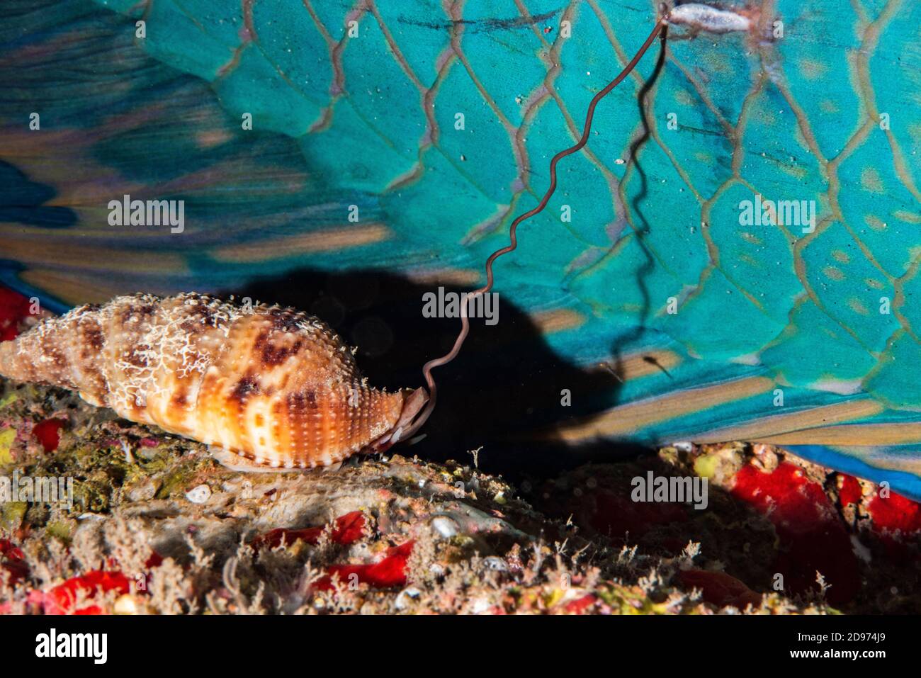 Parrot Fish High Resolution Stock Photography and Images - Alamy
