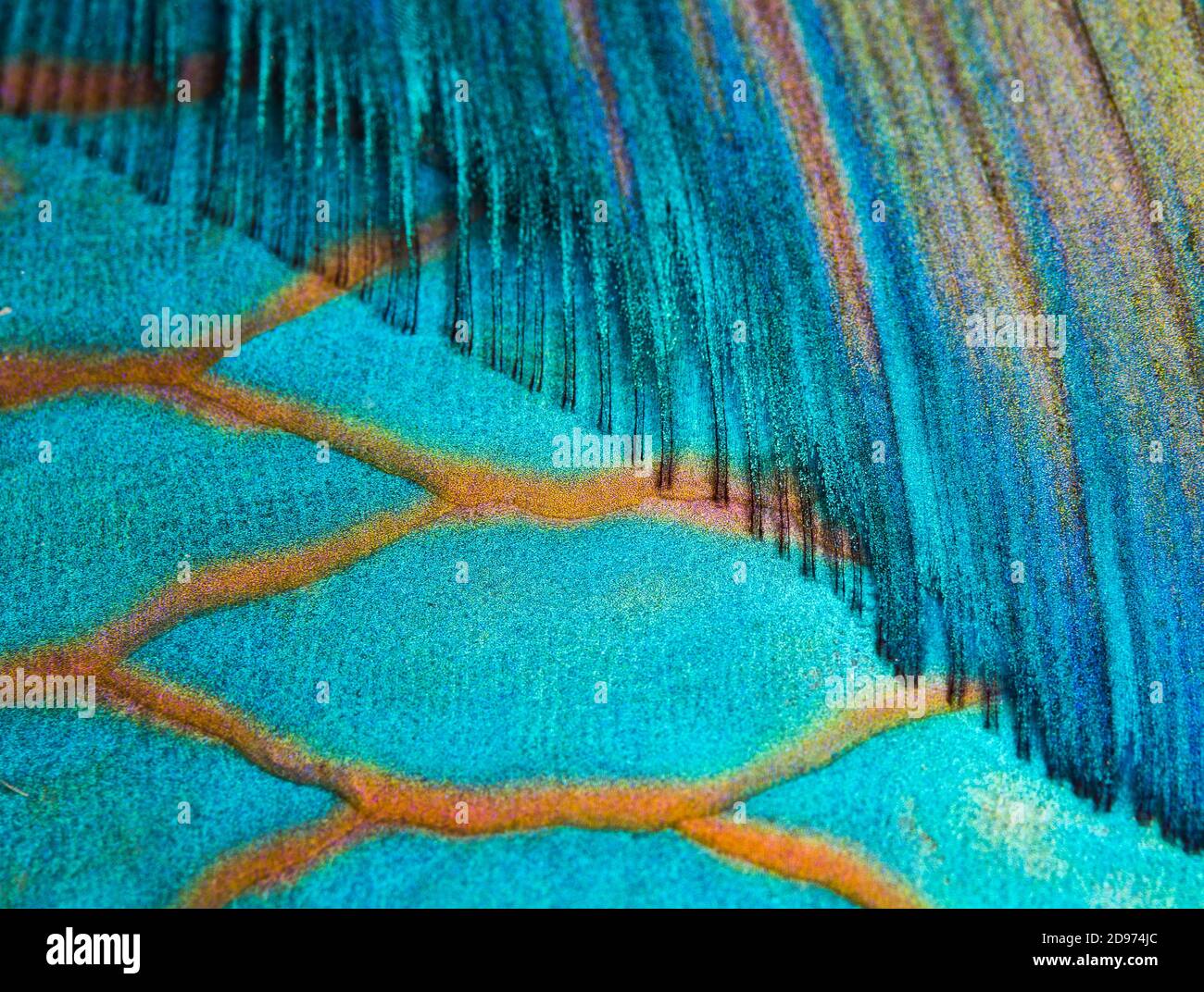 Tropical Reef Fish Polynesia High Resolution Stock Photography and ...