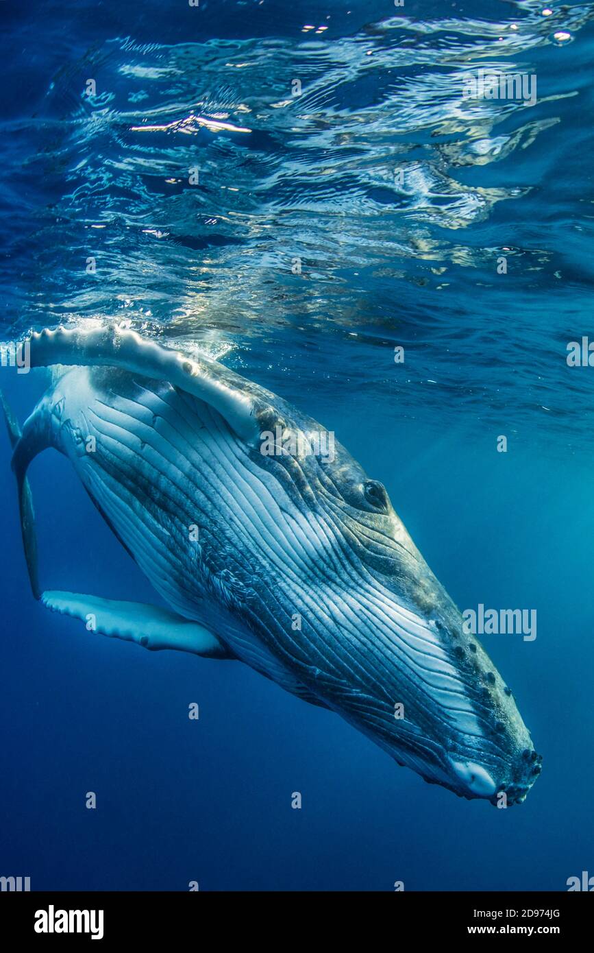 Below The Ocean Surface High Resolution Stock Photography and Images ...