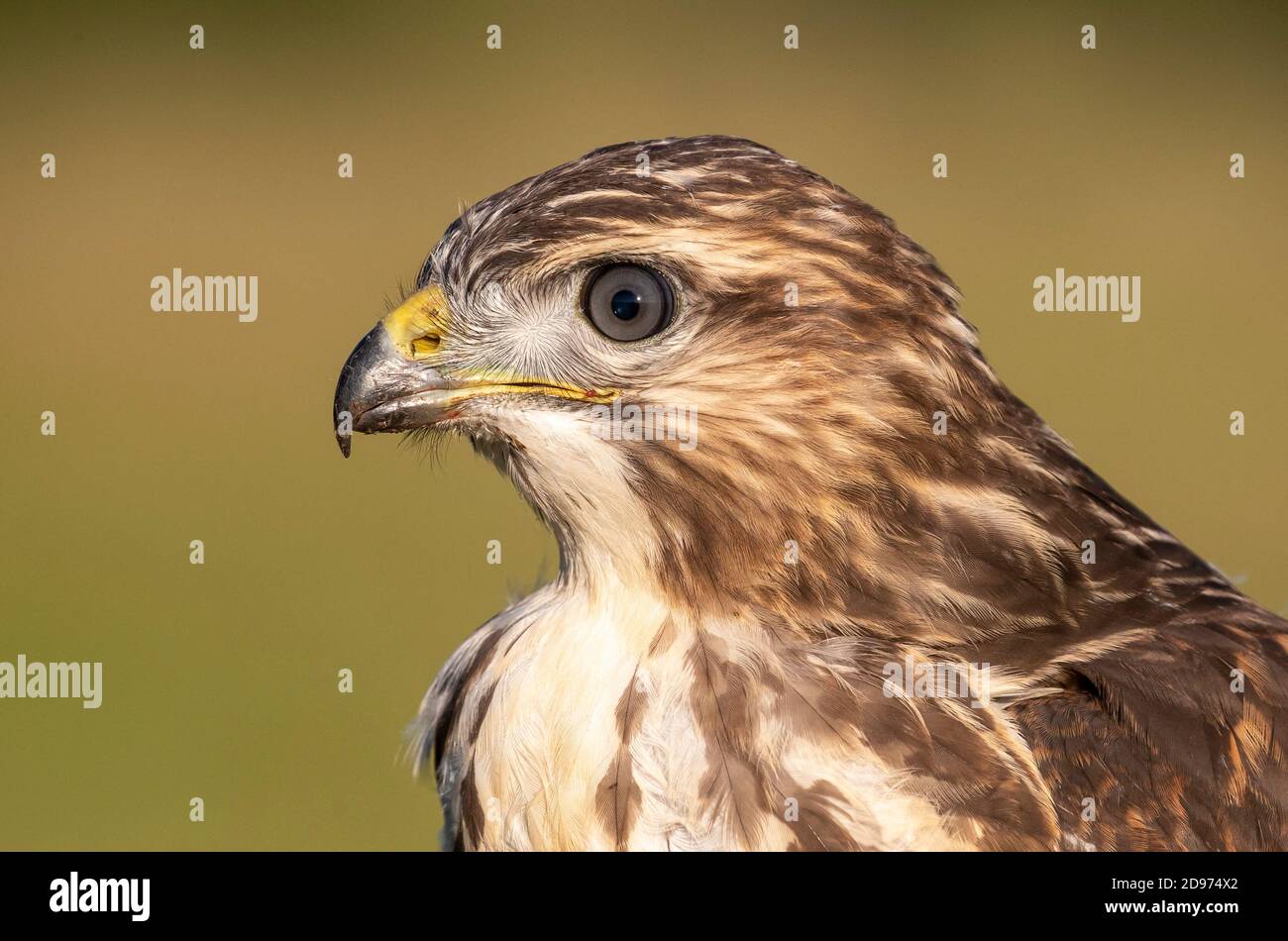 Buzzard (Buteo buteo) head details, England Stock Photo - Alamy