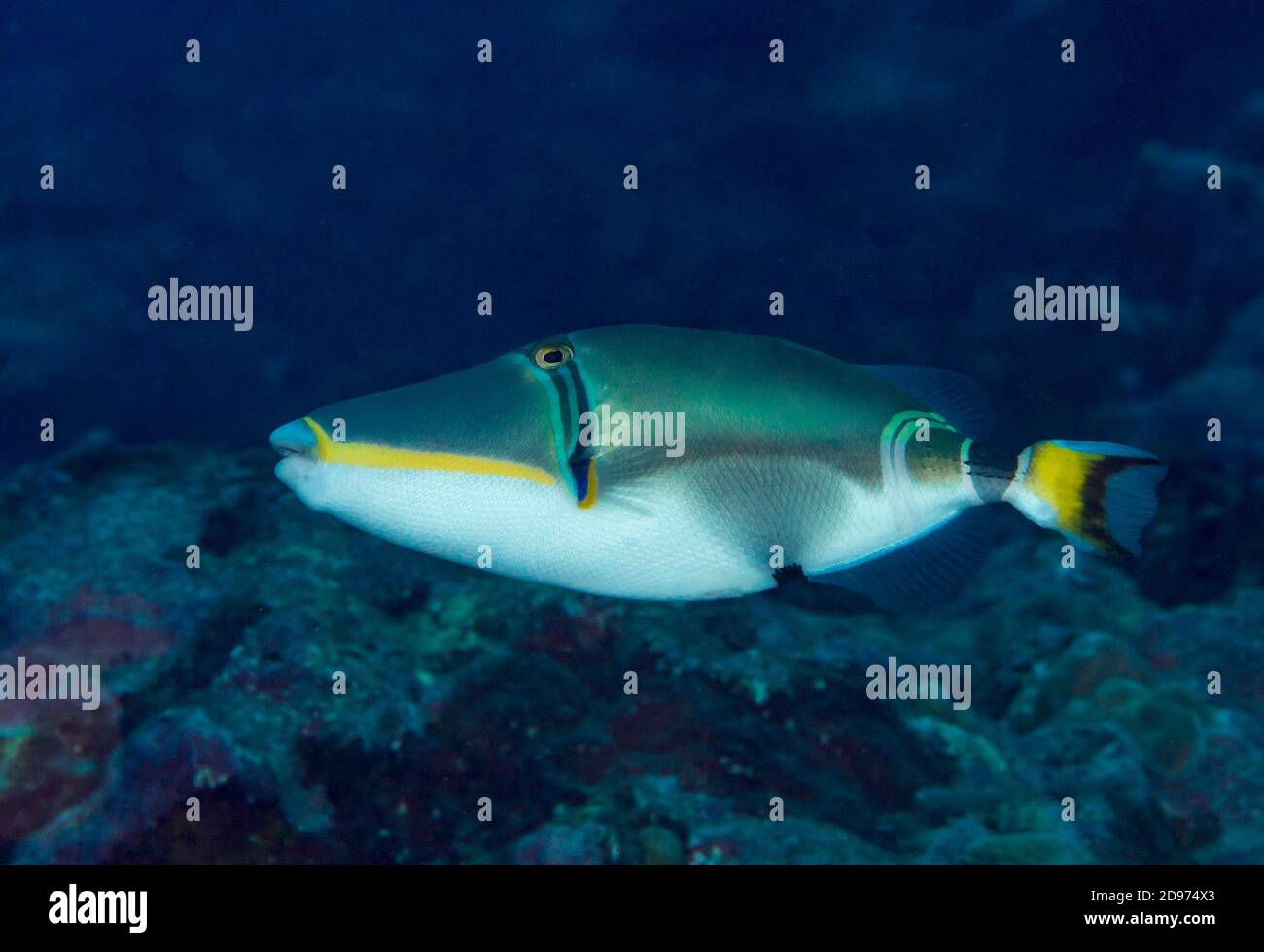 Rhinecanthus Lunula High Resolution Stock Photography and Images - Alamy