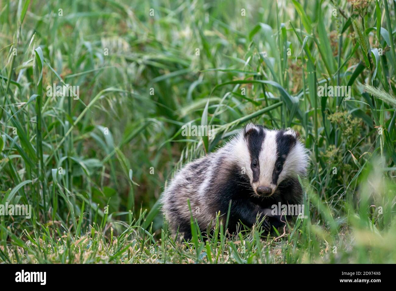 Badger (Meles meles) amongst grass, England Stock Photo - Alamy