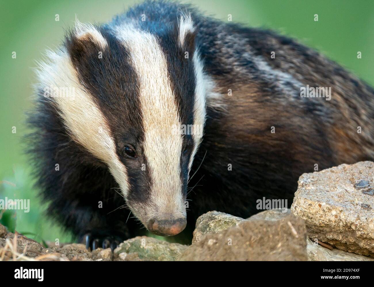Badger Stone High Resolution Stock Photography and Images - Alamy